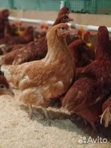 Куры молодка