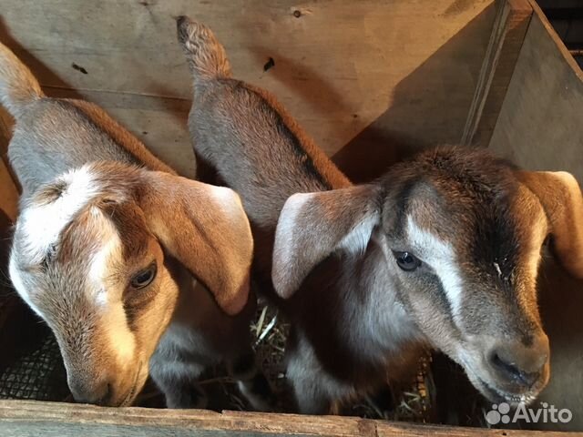 Козлики 50 англо-нубийские