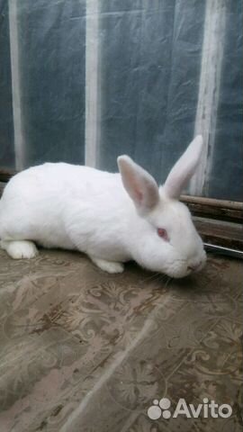 Кролчиха Панон