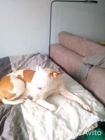 Подрощеный щенок Стаффа