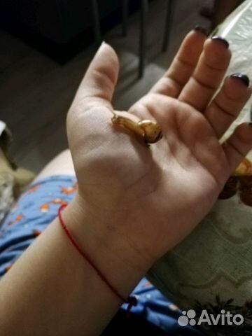 Маленькие Ахатины