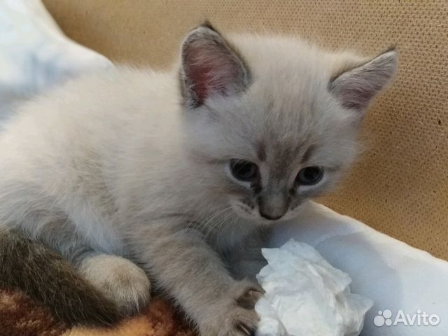 Кошечка Британочка