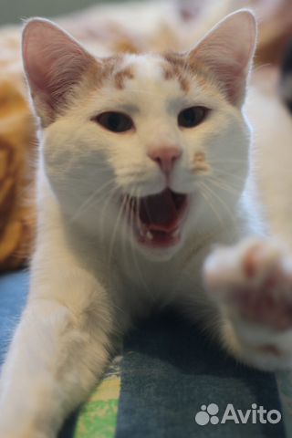Милый котик ищет ответственного хозяина
