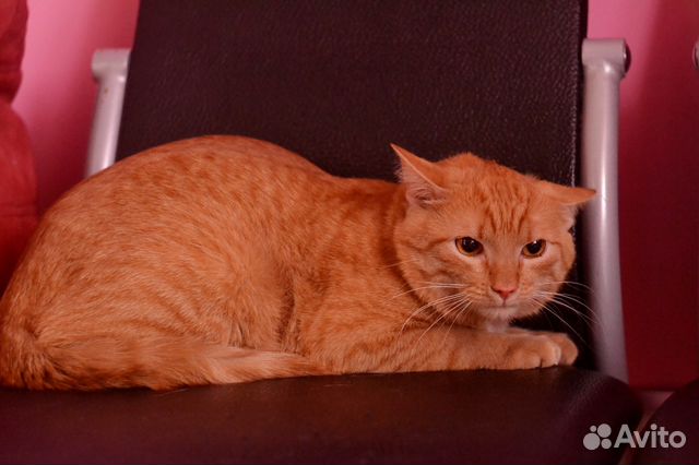 Кот