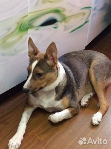 Чудесная малышка ищет дом