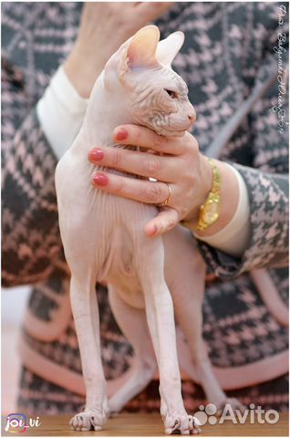 Кошечка Донского Сфинкса