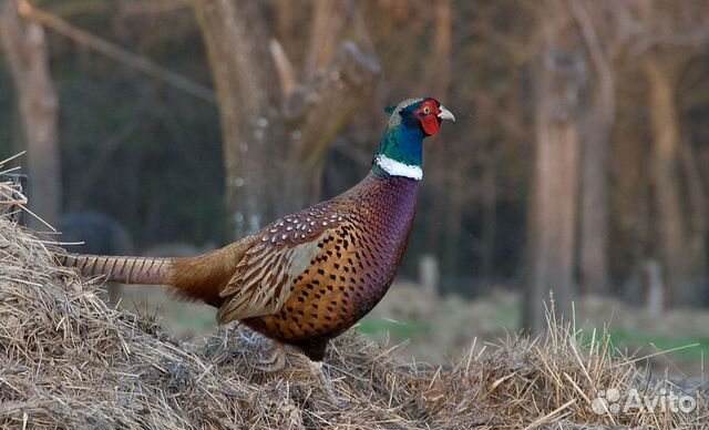Фазаны охотничьи