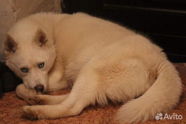 Хаски целовальная собака в д о б р ы е р у к и