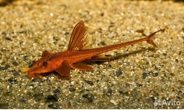 Лорикария красная