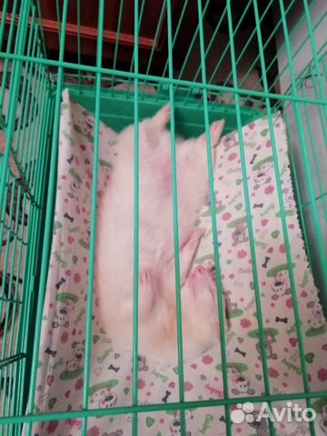 Хорёк альбинос