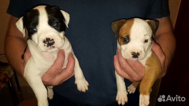 Стаффордширский терьер