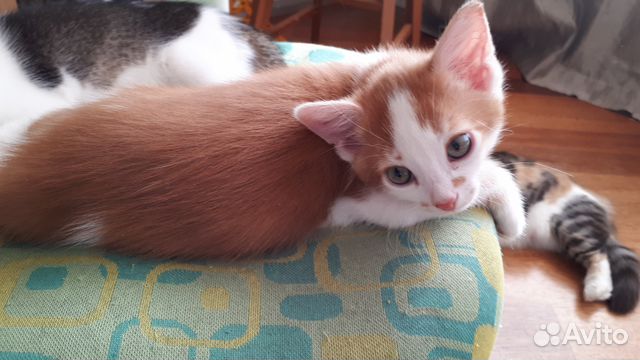 Котенок от кота абиссинца и трехцветной кошки