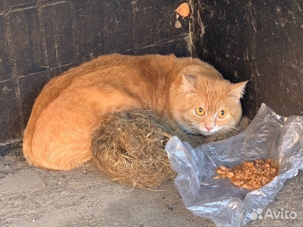 Очень красивый рыжий кот
