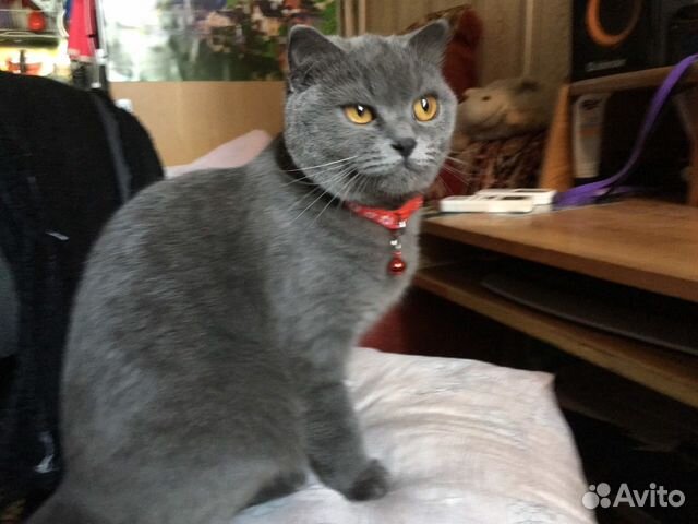 Британская кошечка