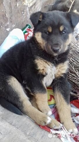 Щенок, собака, собаки, щенки, щенята, сука, кобель