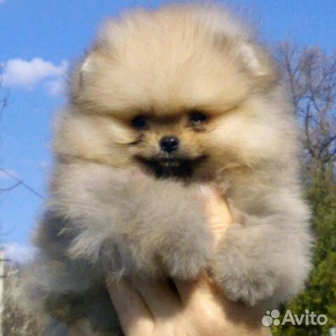 Шпиц девочка помераночка