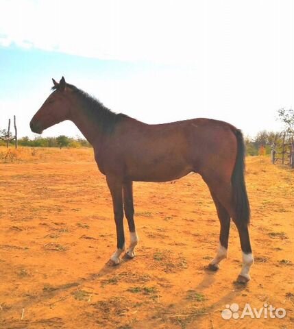 Бесплатно Будённовский жеребец