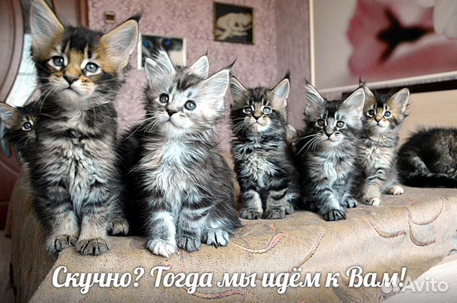 Кунятки,ждут