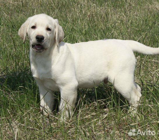 Малыши лабрадоры палевого и черного окрасов