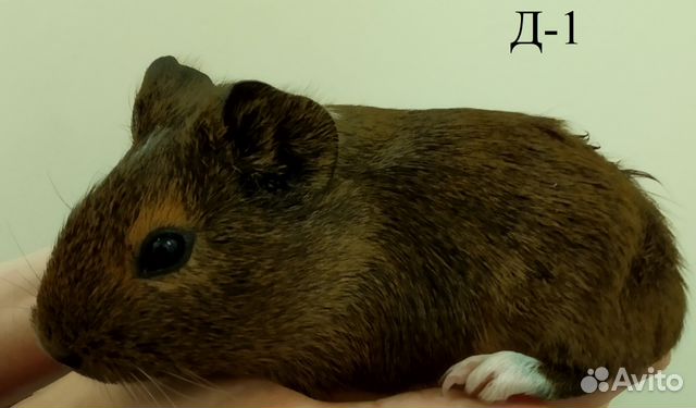 Морские свинки