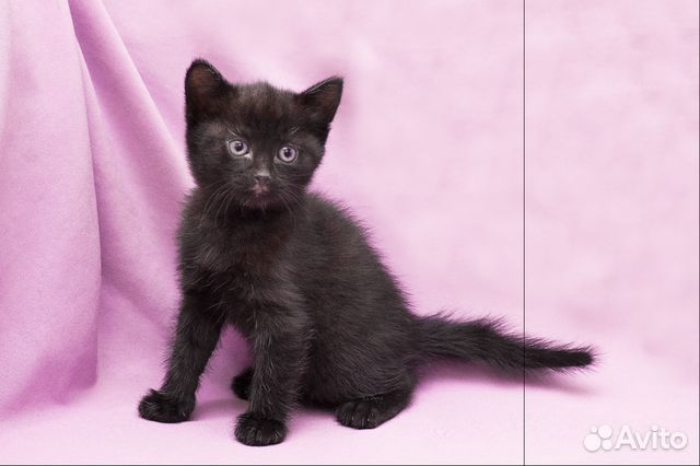 Обалденный котенок 1,5 месяца в дар