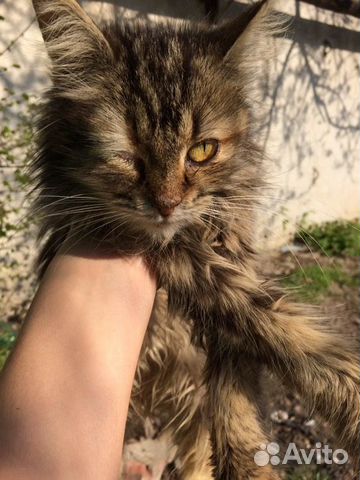 Кошка