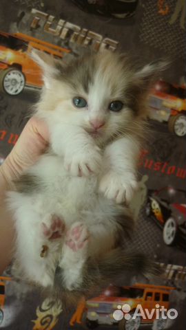 Трехцветный котенок-кошечка, 1 мес