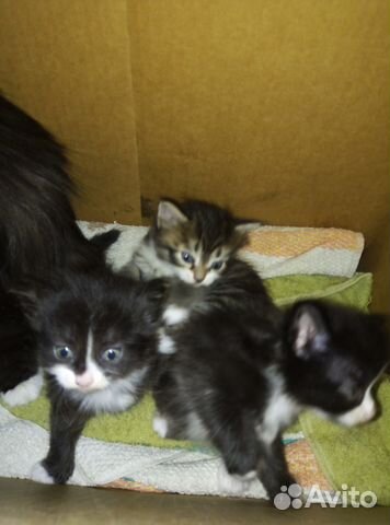 Отдам прелестных котят в добрые руки