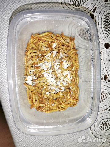 Мучной червь/ мучник