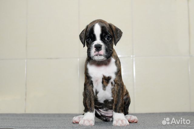 Милашка-боксерочка