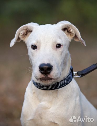 Глухой пес Каспер. 11 мес