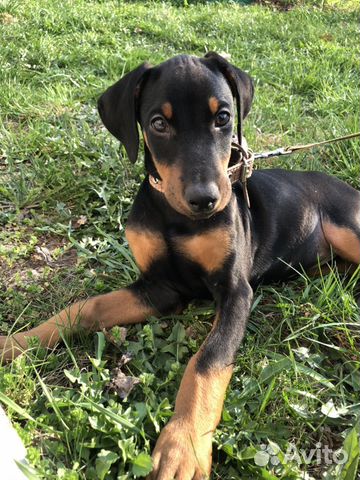 Доберман щенок. 3 месяца