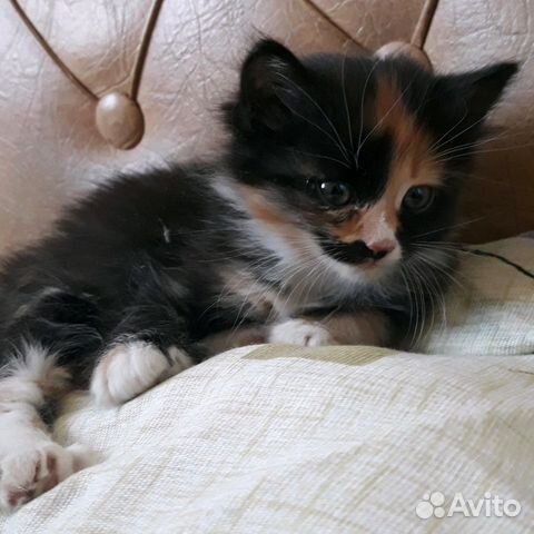 Кошка, полтора месяца, в добрые руки
