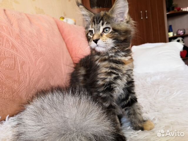 Продажа котят мейн-кун
