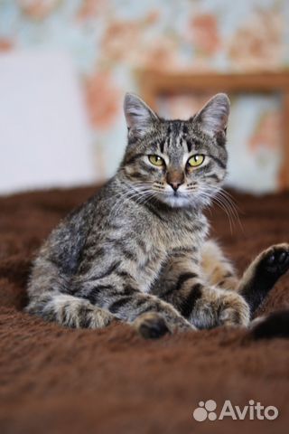 Котик в хорошие руки