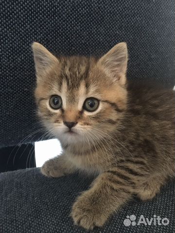 Котёнок