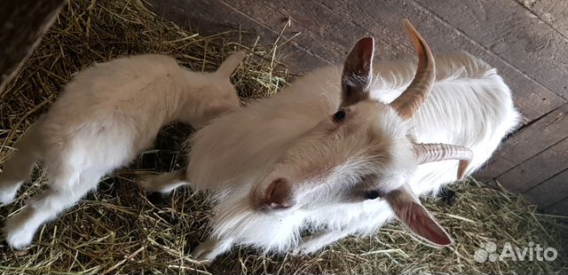 Козлята зааненские