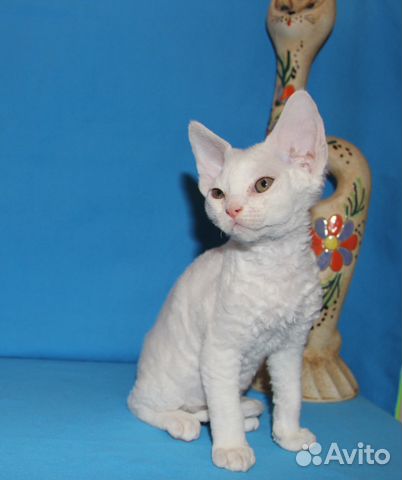 Мальчик плюшевый Мишка