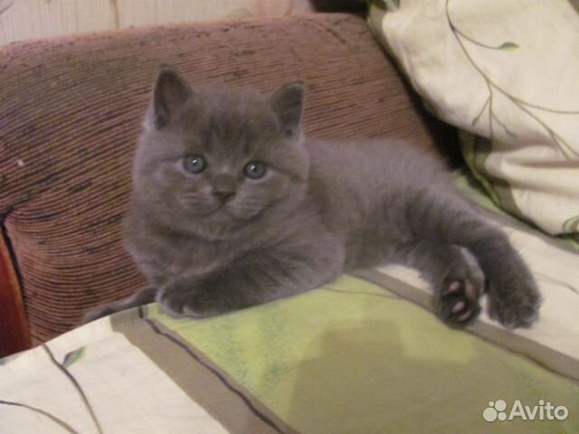 Британские котята