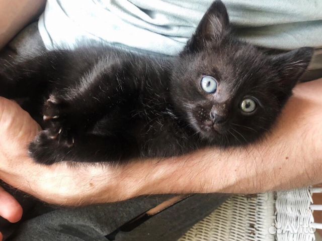 Котёнок
