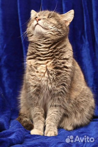 Грейс в добрые руки