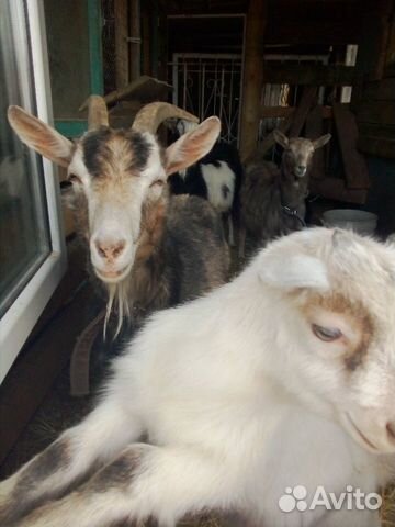 Продам коз и козлят или обмен