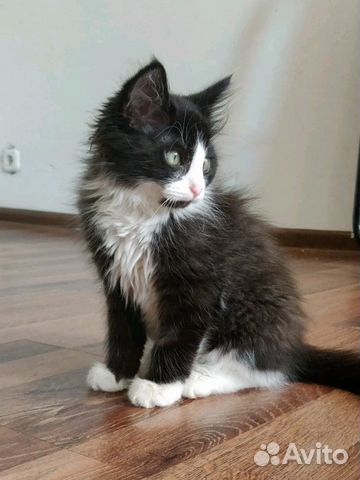 Котёнок Лёлик
