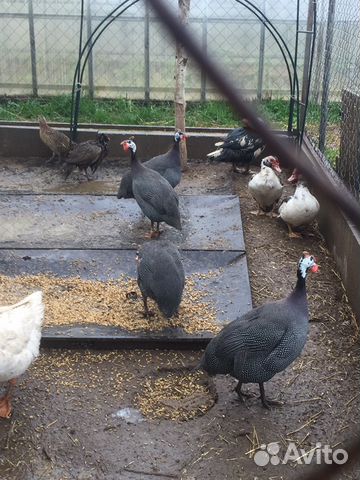 Яйцо Цесарки