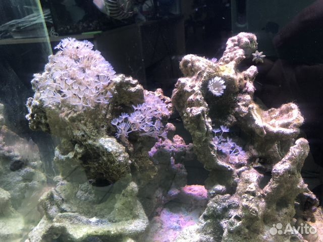 Живые камни и синеногий рак-отшельник