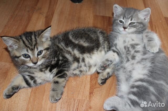 Британские красавчики