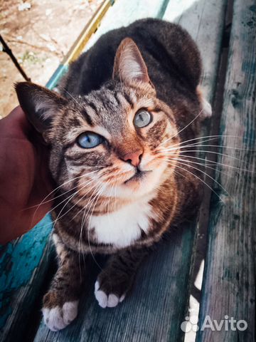 Эта кошка - идеально подойдет, потому что