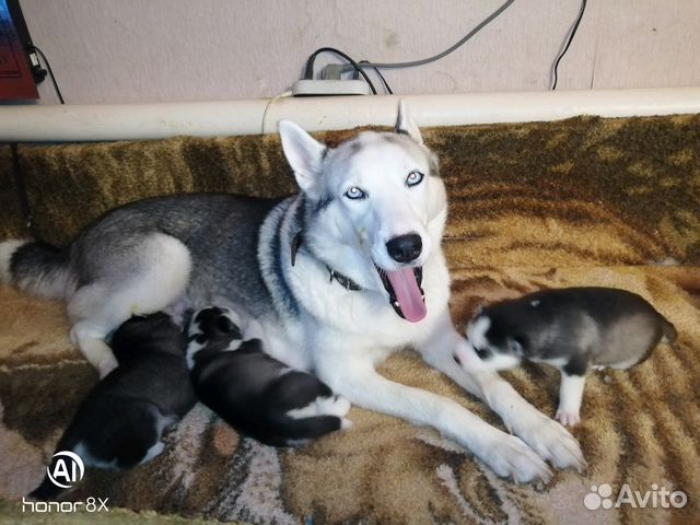 Продаю хасят