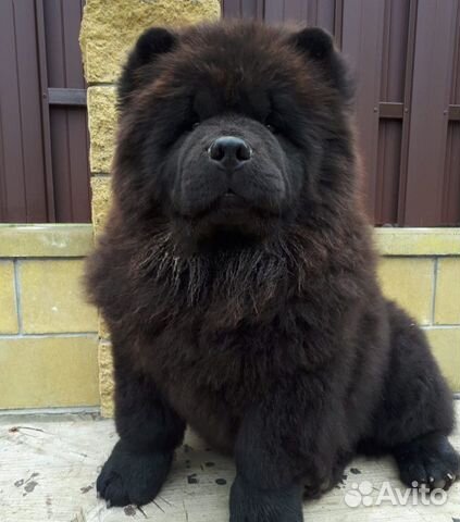 Очаровательный крепыш чау-чау