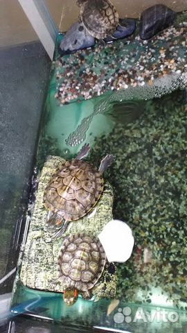 Черепахи водоплавающие